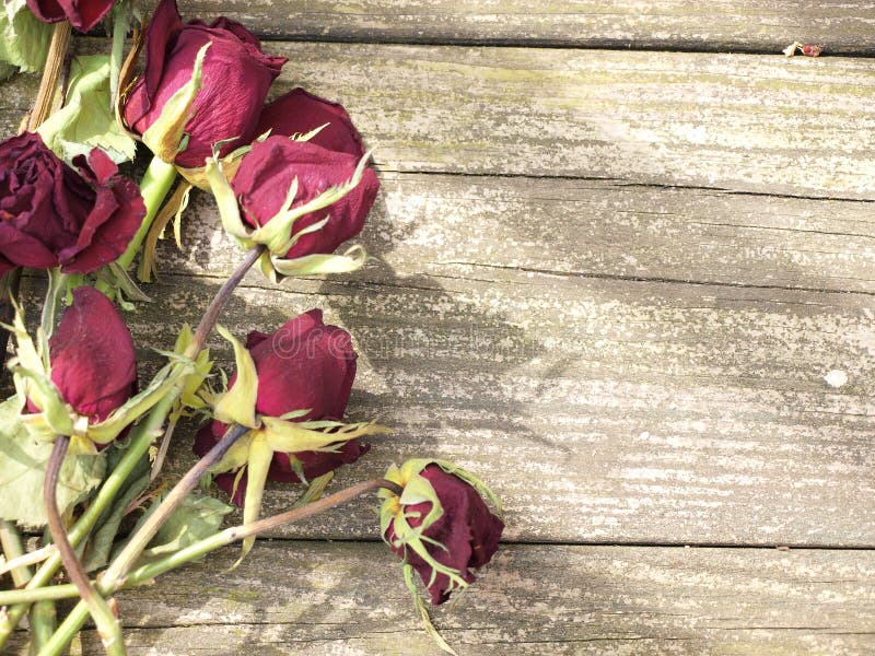 Dead roses on wood stock image. Image of plant, roses - 87393303