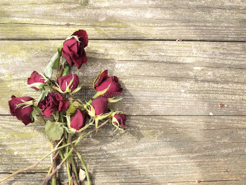 Dead roses on wood stock photo. Image of failed, dried - 87393396