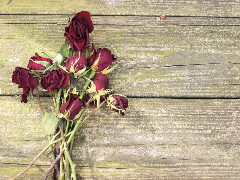 Dead roses on wood stock image. Image of love, romance - 87393389