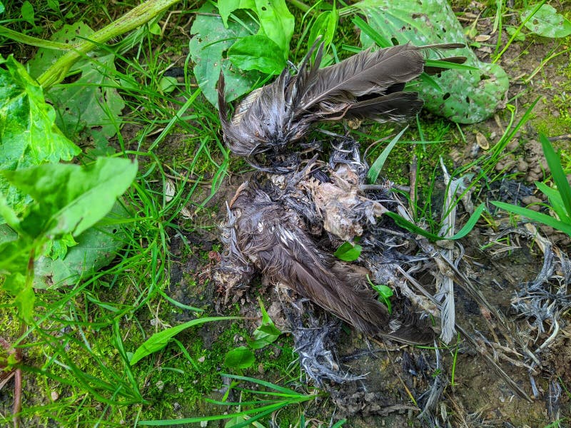 Dead and Rotten Insect Bitten Crow in the Forest. Stock Image - Image ...