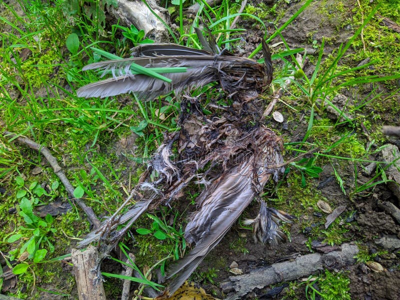 Dead and Rotten Insect Bitten Crow in the Forest. Stock Photo - Image ...