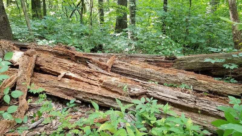 Dead rotten tree stock image. Image of green, hike, rots - 122475375