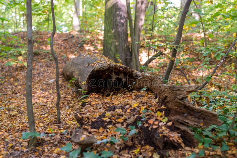 Dead Rotten Tree Trunk in the Middle of a Forest Covered with Small ...