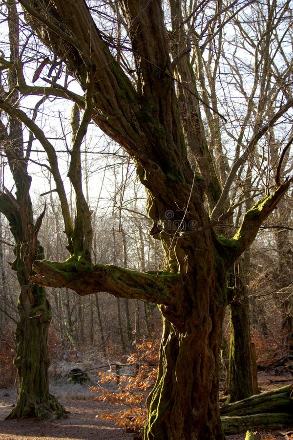 Dead, Rotting Oak with a Bizarre Horizontal Branch in the Sababurg ...