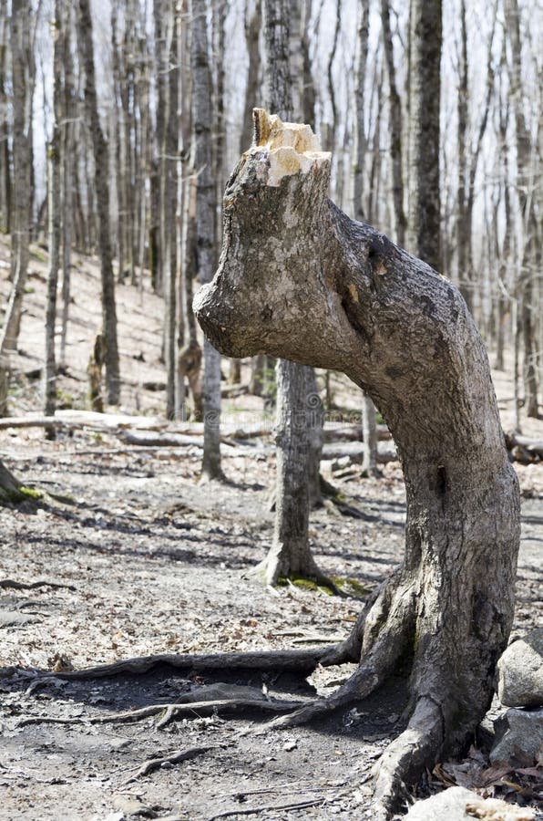 Dead and Rotting Tree Trunk Along Hiking Trail Stock Image - Image of ...