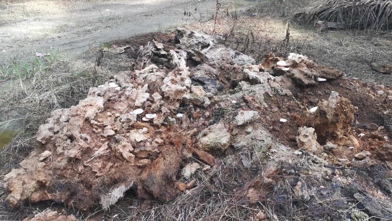 Dead Rotting Tree Trunk on the Ground Stock Video - Video of aging ...