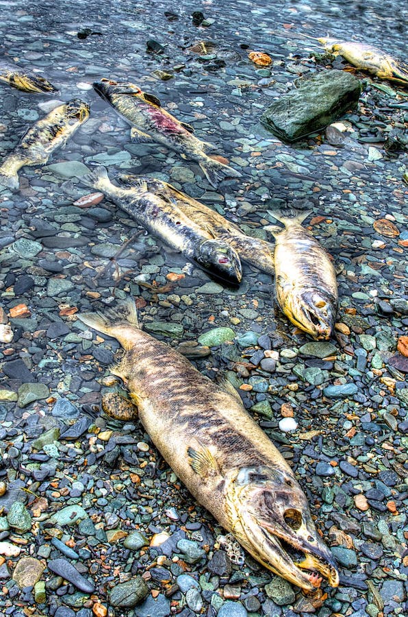 Dead Salmon stock photo. Image of death, wildlife, salmon - 27651582
