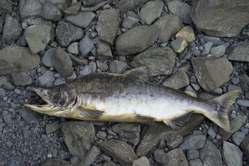 Dying Chinook Salmon during Spawning Season, Ketchikan Creek, Ketchikan ...