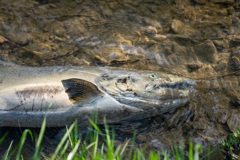 Dead Salmon Fish in a Stream Stock Image - Image of decay, balance ...