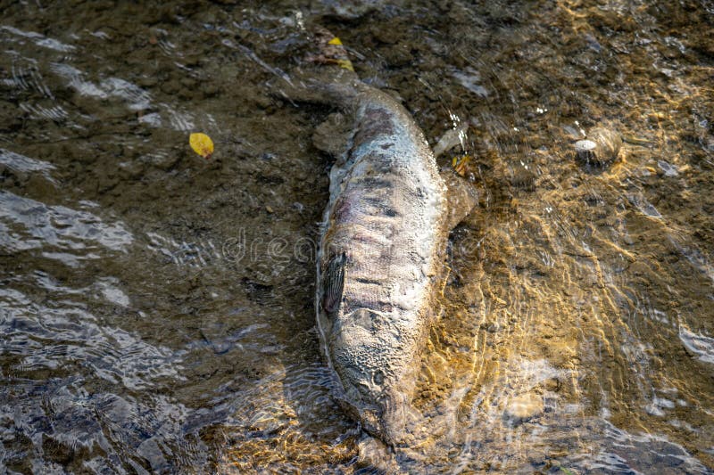 Dead Salmon Fish in a Stream Stock Image - Image of reflection, animal ...