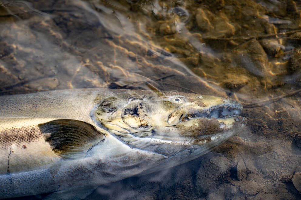 Dead Salmon Fish in a Stream Stock Photo - Image of serene, lifecycle ...