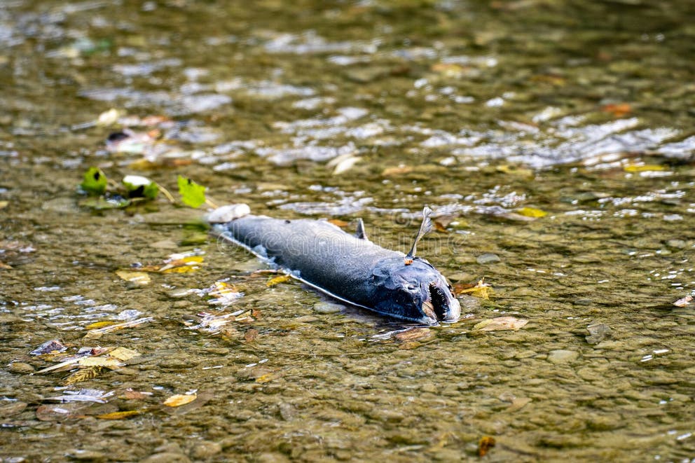 Dead Salmon Fish in a Stream Stock Image - Image of scenic, somber ...