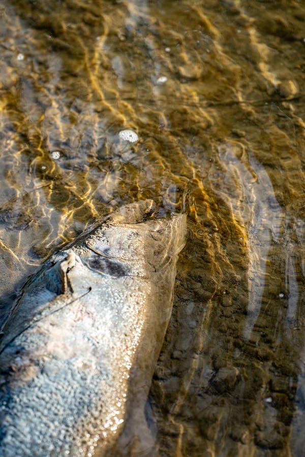 Dead Salmon Fish in a Stream Stock Photo - Image of nature, riverbed ...