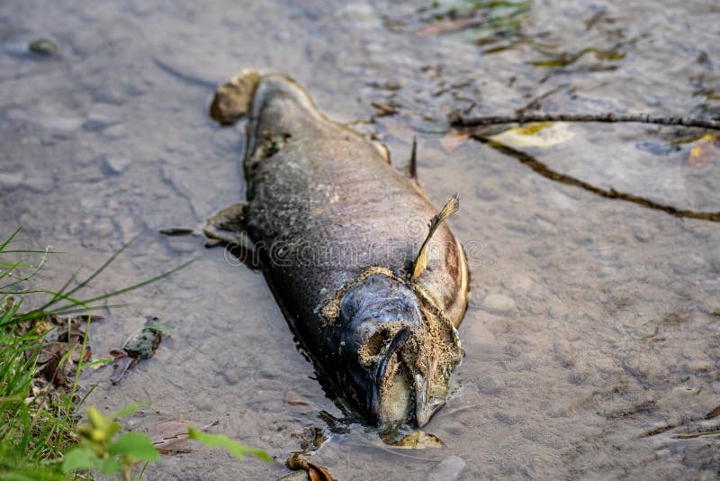 Dead Salmon in a Stream with Visible Maggots Stock Image - Image of ...