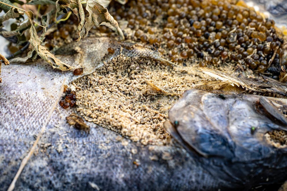 Dead Salmon in a Stream with Visible Maggots Stock Photo - Image of ...