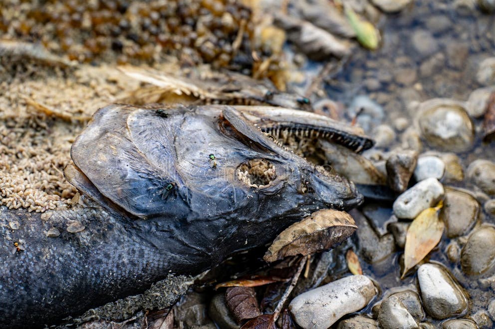 Dead Salmon in a Stream with Visible Maggots Stock Photo - Image of ...