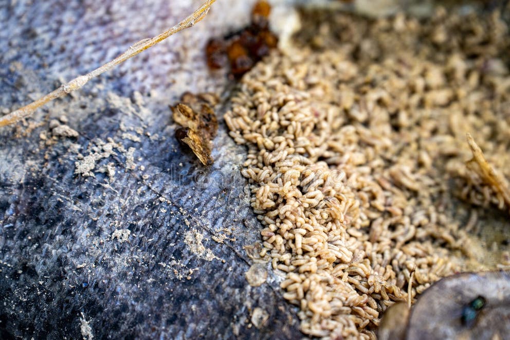 Dead Salmon in a Stream with Visible Maggots Stock Image - Image of ...