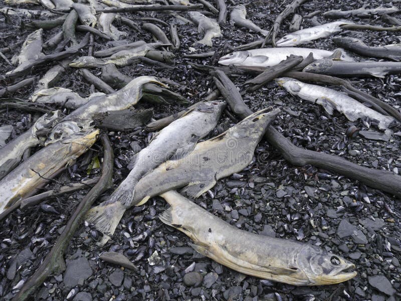 Dead Chinook Salmon during Spawning Season, Ketchikan Creek, Ketchikan ...