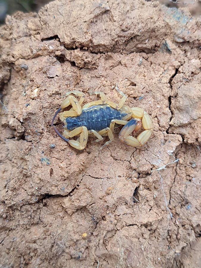 Dead Scorpion, on Earth Floor, Top View. Stock Image - Image of dirt ...