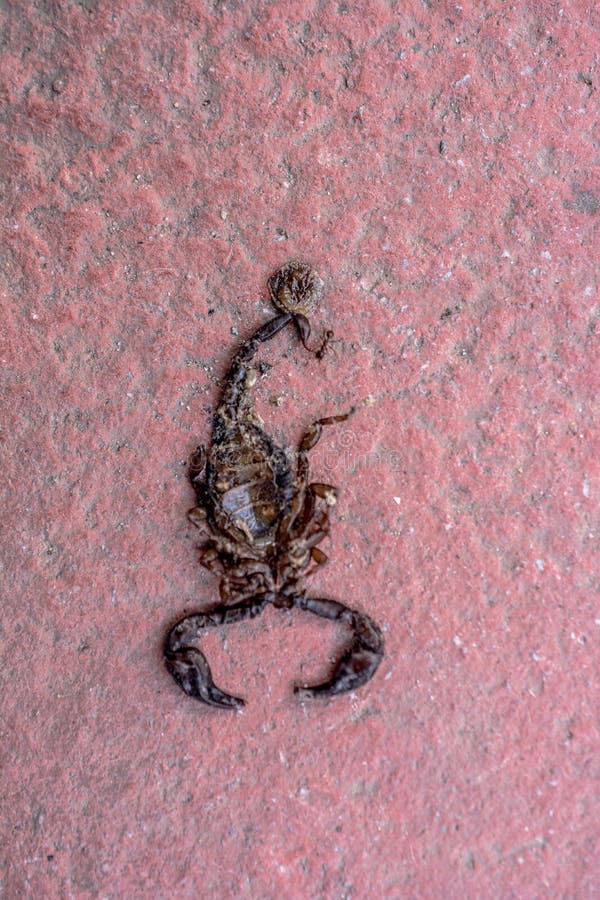 Scorpion Die Stock Photos - Free & Royalty-Free Stock Photos from ...