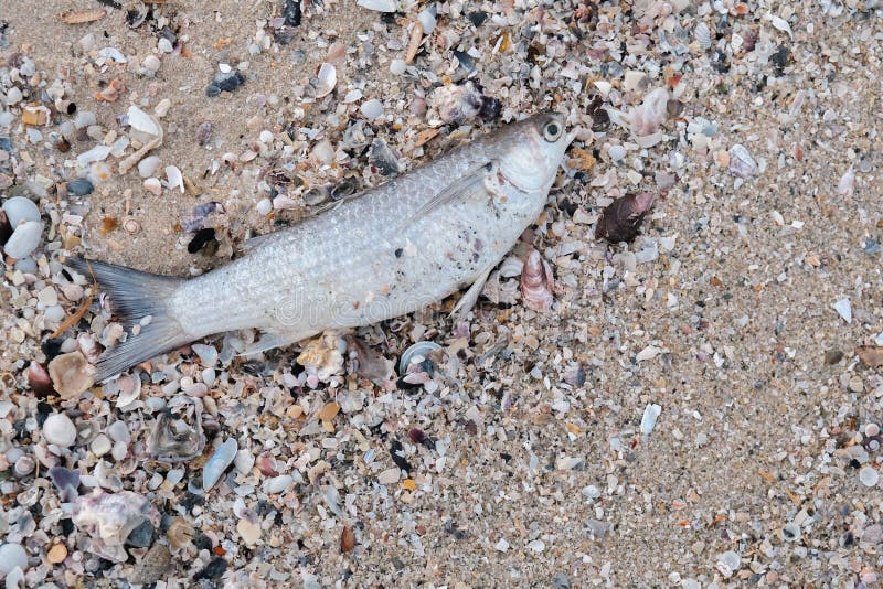 Dead sea fish on the beach stock photo. Image of beach - 197906822