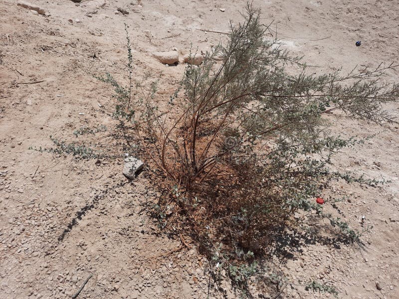 Dead Sea Plant Jordan River Stock Photo - Image of jordan, plant: 297072308