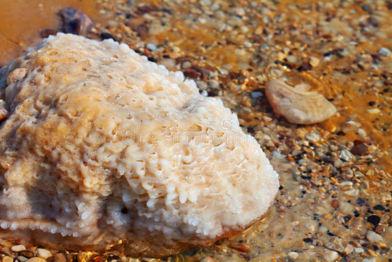 Dead Sea shore stock photo. Image of natural, salt, travel - 39864936
