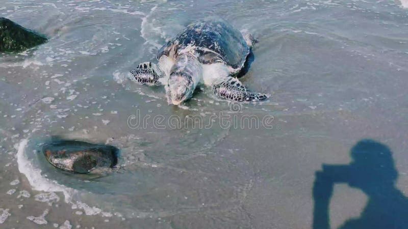 A Dead Sea Turtle at a Sea Shore is a Visual Depiction of the ...