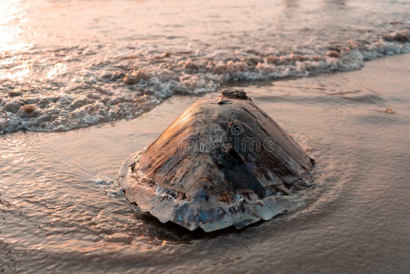 Dead Sea Turtle Washed Out on the Beach Stock Photo - Image of nature ...