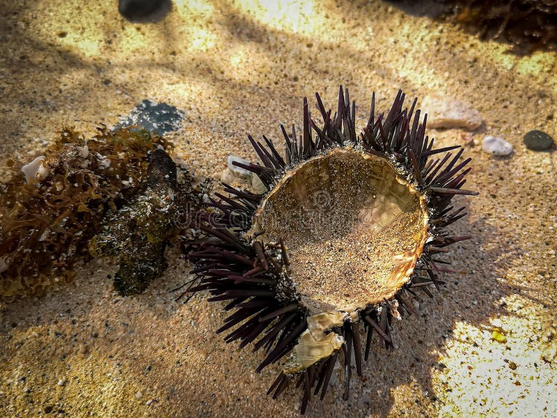 183 Dead Urchin Photos - Free & Royalty-Free Stock Photos from Dreamstime