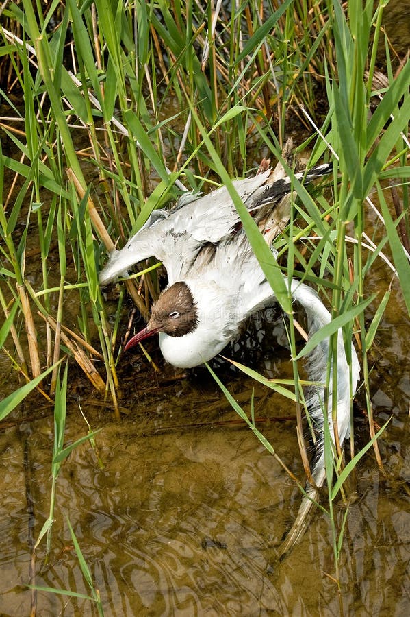 Dead seagull stock photo. Image of epidemic, dead, death - 20465476