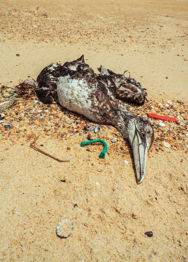 Dead seagull on beach stock image. Image of ecosystem - 176950467