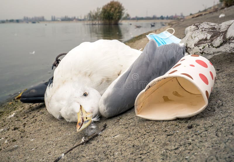 192 Beach Trash Disgusted Seagull Stock Photos - Free & Royalty-Free ...