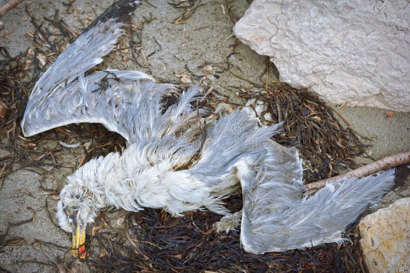 Dead seagull on seashore stock photo. Image of decline - 24800034