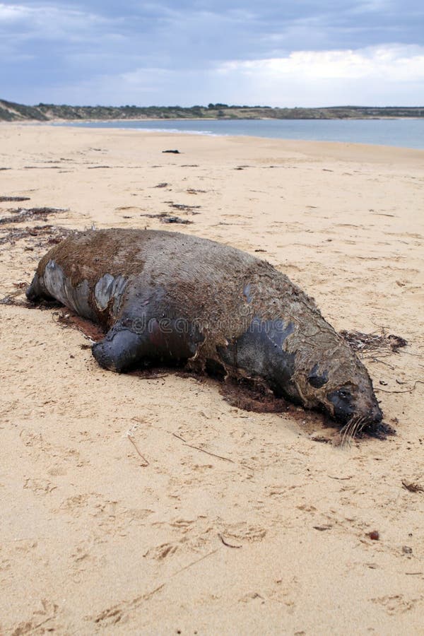 Dead Seal stock photo. Image of pacific, scenic, cute - 23199360