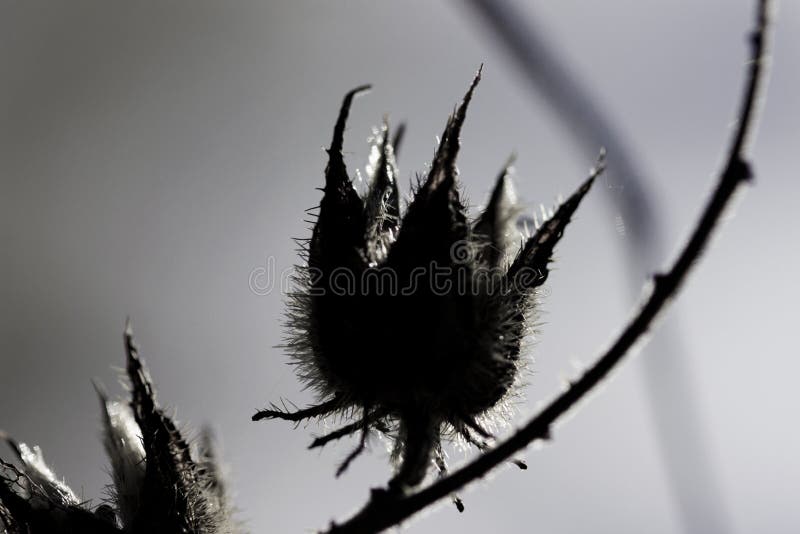 Dead Seed Pod stock photo. Image of root, lavender, droplet - 49779584