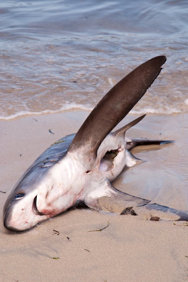 Dead shark on the beach stock image. Image of destination - 15234913
