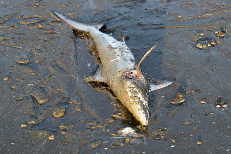 Dead Shark on a Sandy Beach Stock Image - Image of dead, death: 248427045