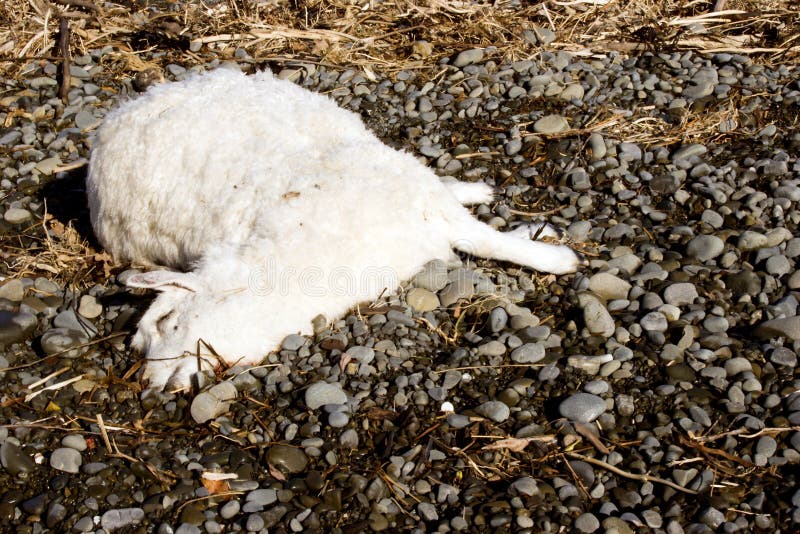 Dead Sheep 01 stock image. Image of gravel, death, grave - 890823