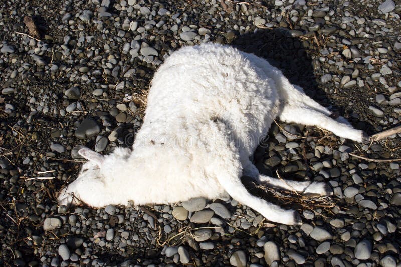 Dead Sheep 04 Royalty Free Stock Photography - Image: 890797