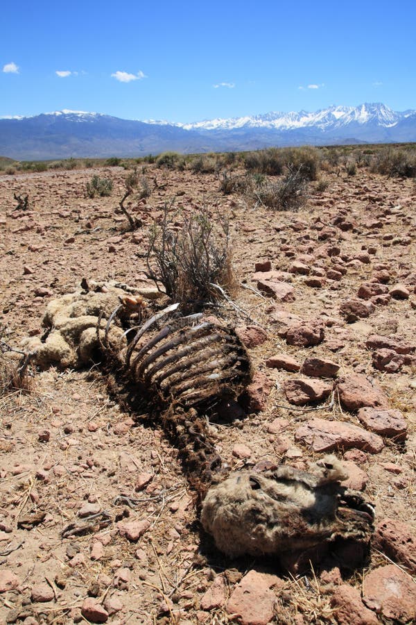 Dead sheep stock photo. Image of sheep, ovis, death, farm - 19863076