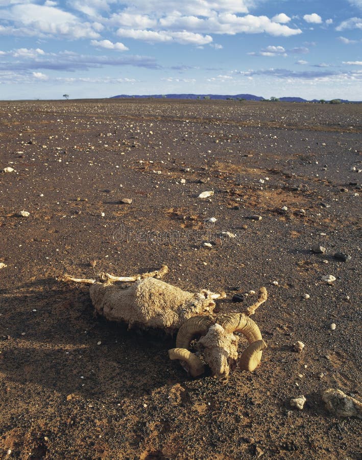 Dead Sheep during a Drought Stock Image - Image of disaster, remote ...