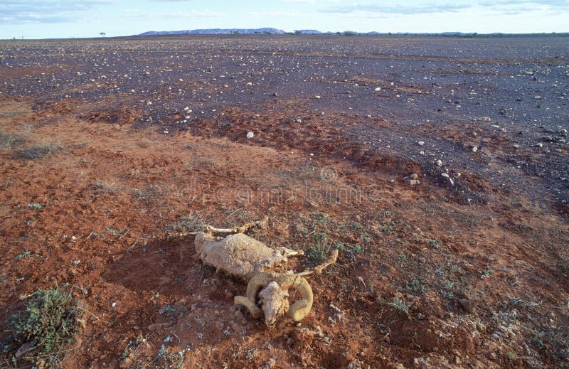 Dead Sheep Near Whitecliffs. Stock Photo - Image of desert, nature ...