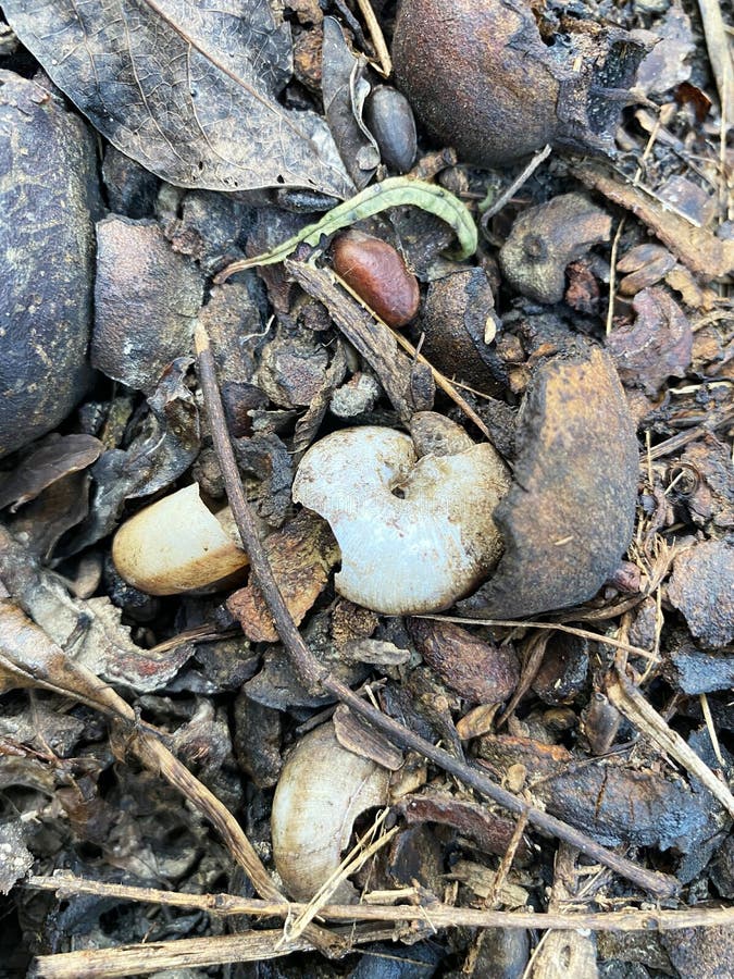 Dead shell on the ground stock photo. Image of garden - 263636522