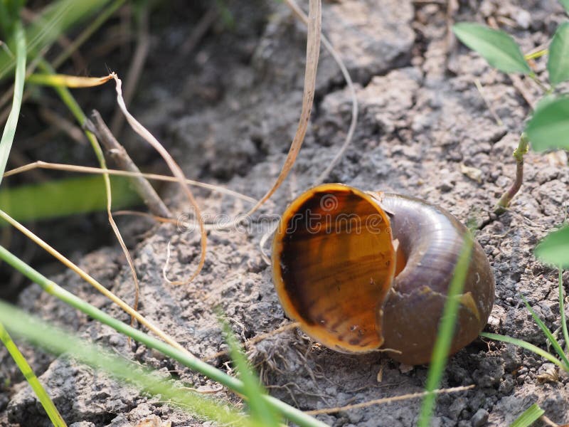 Dead shell on the ground stock photo. Image of soil, landscape - 91310492