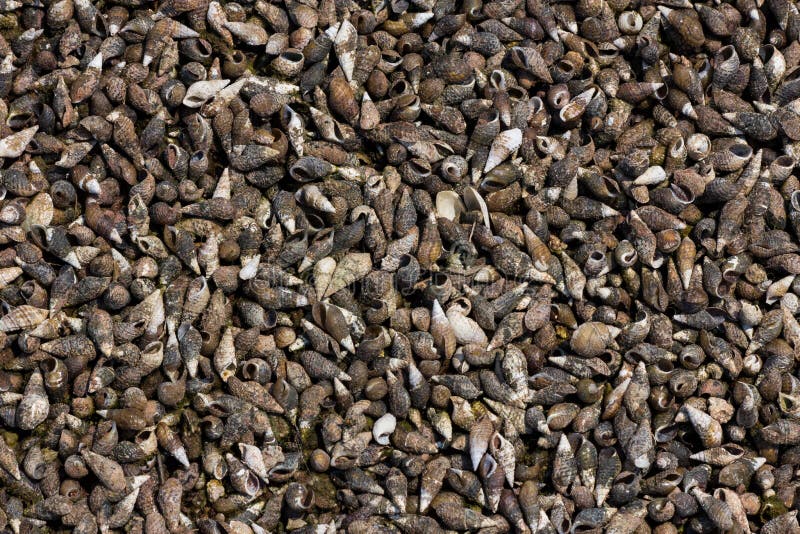 Dead Shell in Nature, Shall Pattern are Dead Stock Image - Image of ...