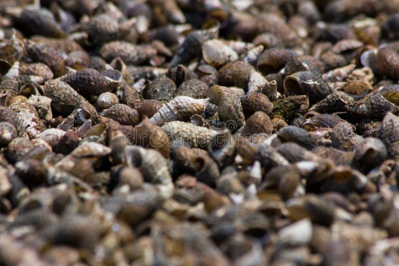 Dead Shell in Nature, Shall Pattern are Dead Stock Photo - Image of ...