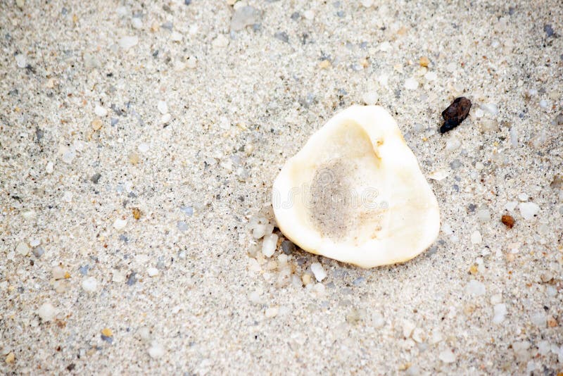 The Dead Shell is on the Sand. Stock Image - Image of rock, closeup ...