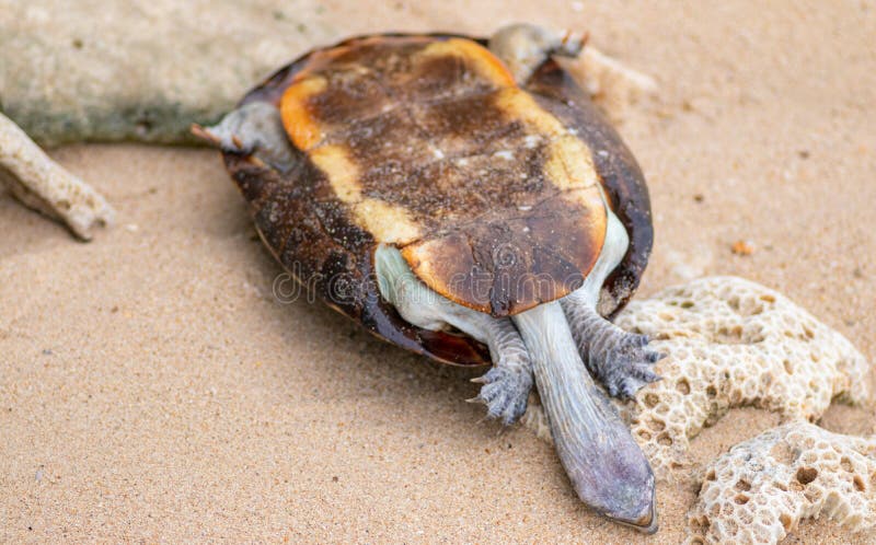 Dead Shelled Turtle Corpse Washed Up in a Beach Upside Down Land Turtle ...