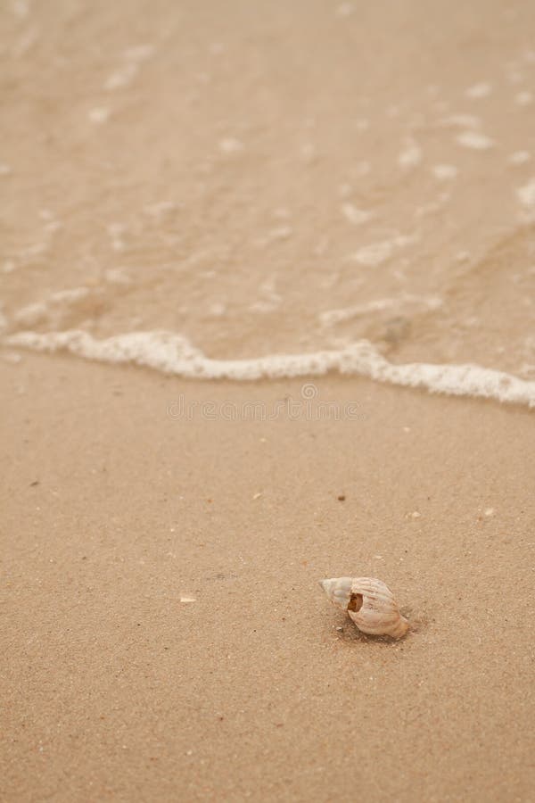 Dead Shellfish on the Beach Stock Image - Image of plants, morning ...